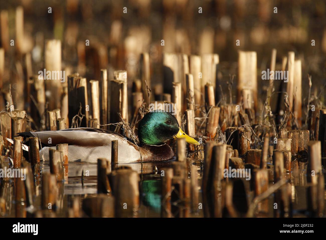 Canne in uno stagno immagini e fotografie stock ad alta risoluzione - Alamy