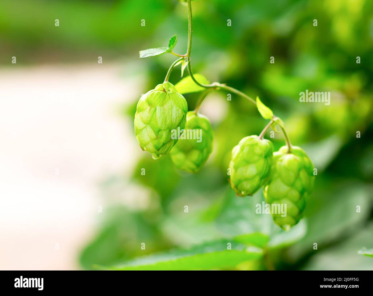 Scalare la pianta verde immagini e fotografie stock ad alta risoluzione ...