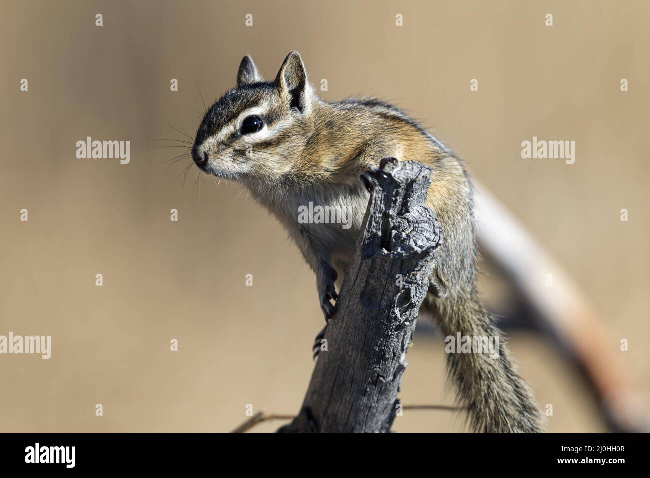Cute chipmunk immagini e fotografie stock ad alta risoluzione - Alamy