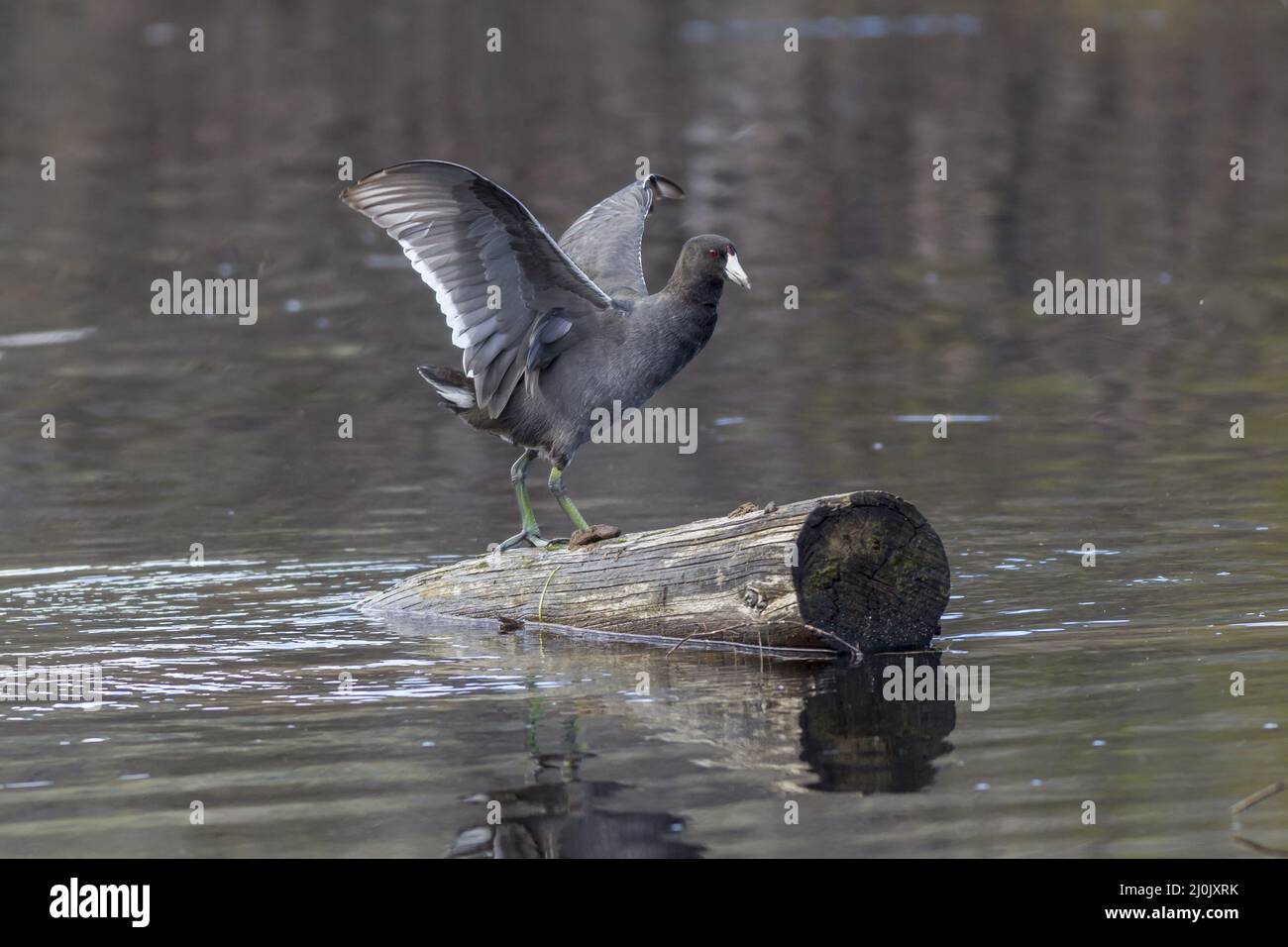 Posarsi sul ceppo immagini e fotografie stock ad alta risoluzione - Alamy