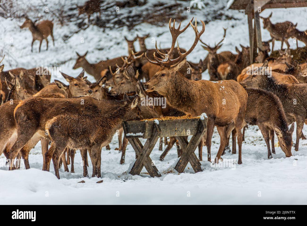 Alimentazione degli animali selvatici immagini e fotografie stock ad ...