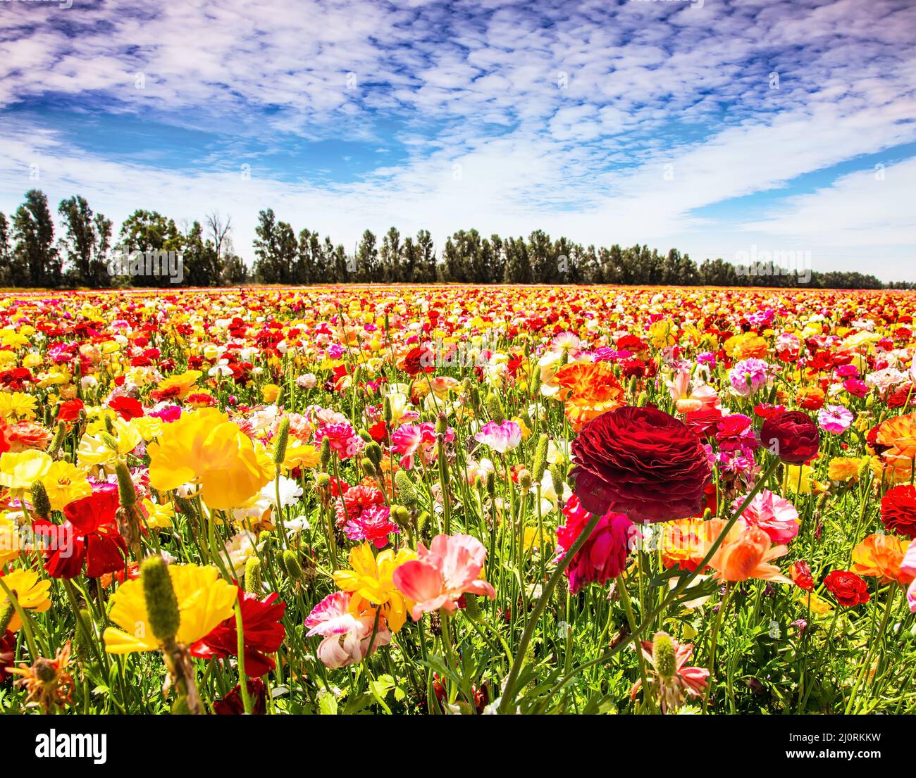 Prato di fiori colorati con nuvole e sole immagini e fotografie stock ...