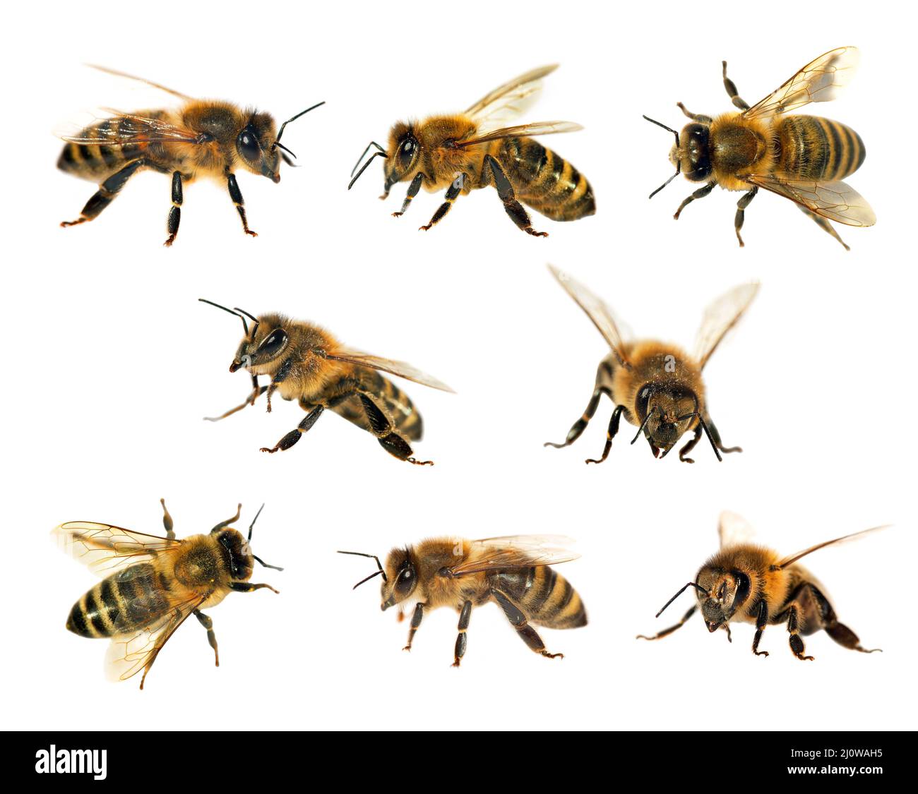 Gruppo di api o di api in latino Apis mellifera, europeo o occidentale ...