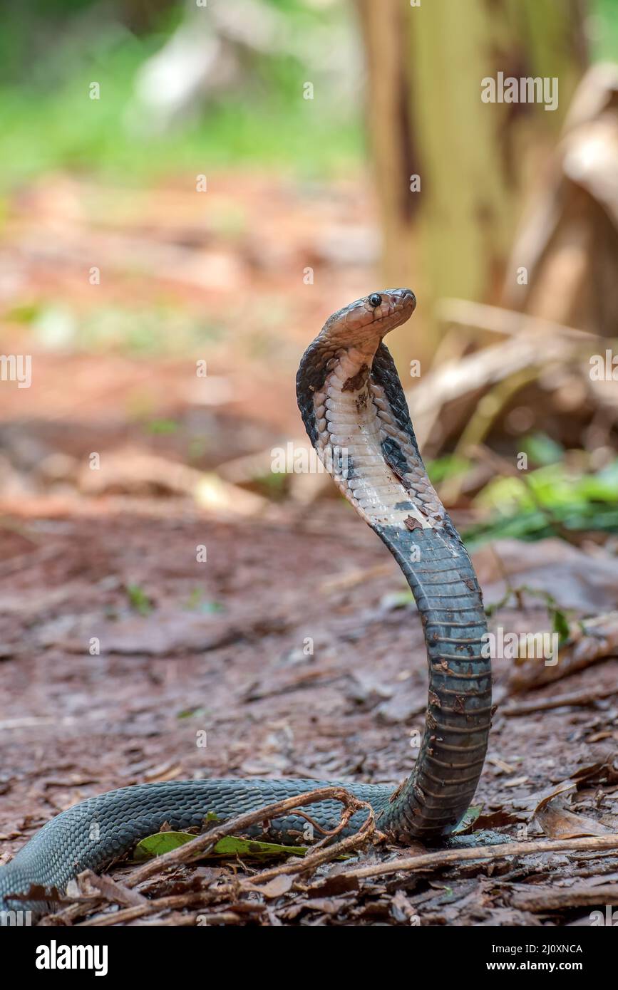Testa di serpente serpente cobra reale immagini e fotografie stock ad ...