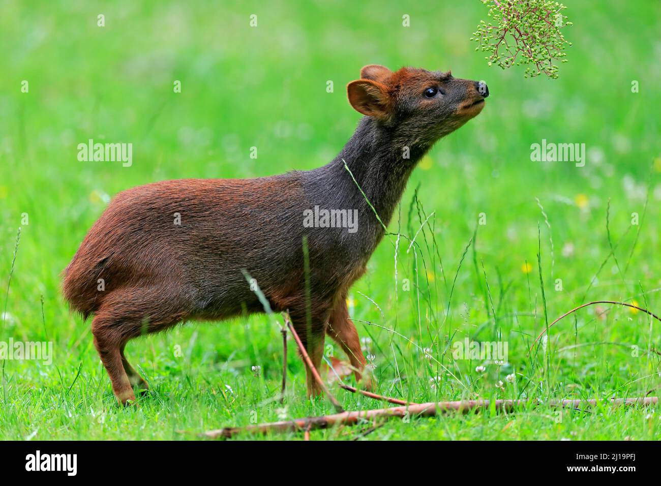Pudu pudu pudu meridionale o cileno o comune immagini e fotografie ...