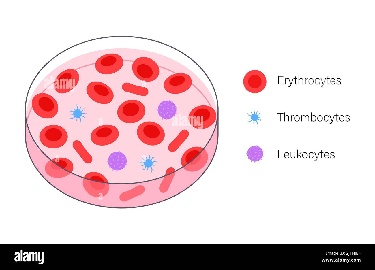 Componenti del sangue Immagini senza sfondo e Foto Stock ritagliate - Alamy