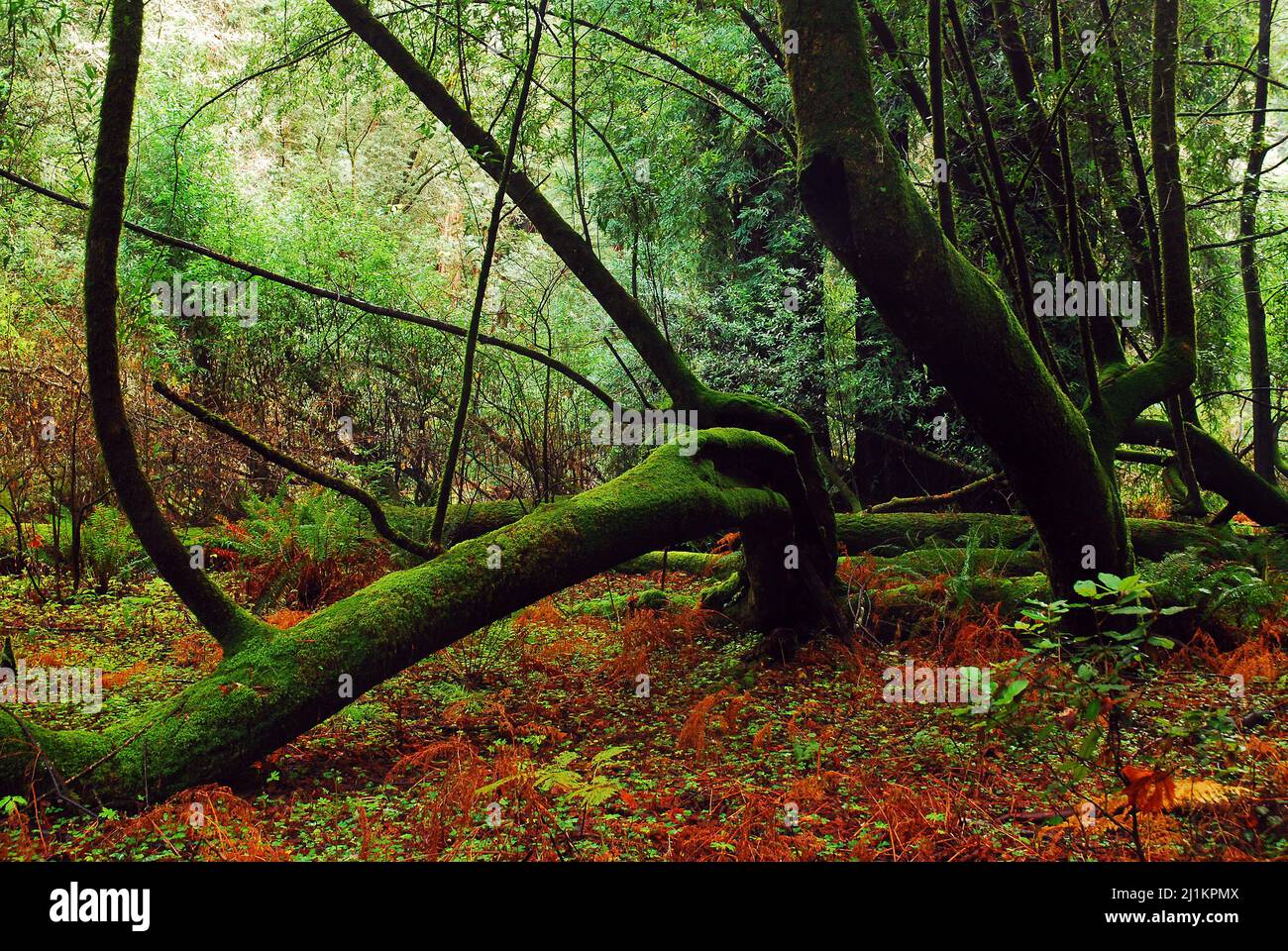 Ecosistema della foresta pluviale della costa occidentale immagini e ...