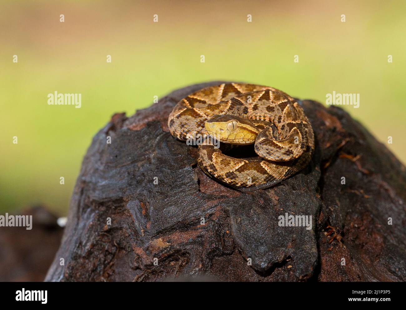 Bothrops asper immagini e fotografie stock ad alta risoluzione - Alamy