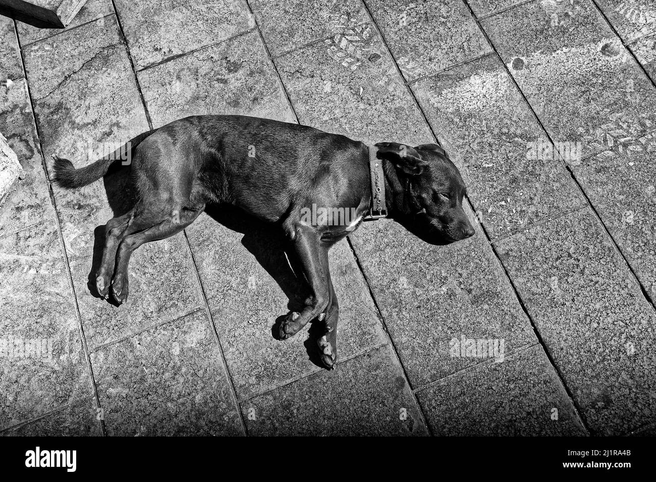 Immagini di cane Foto e Immagini Stock in Bianco e Nero - Alamy