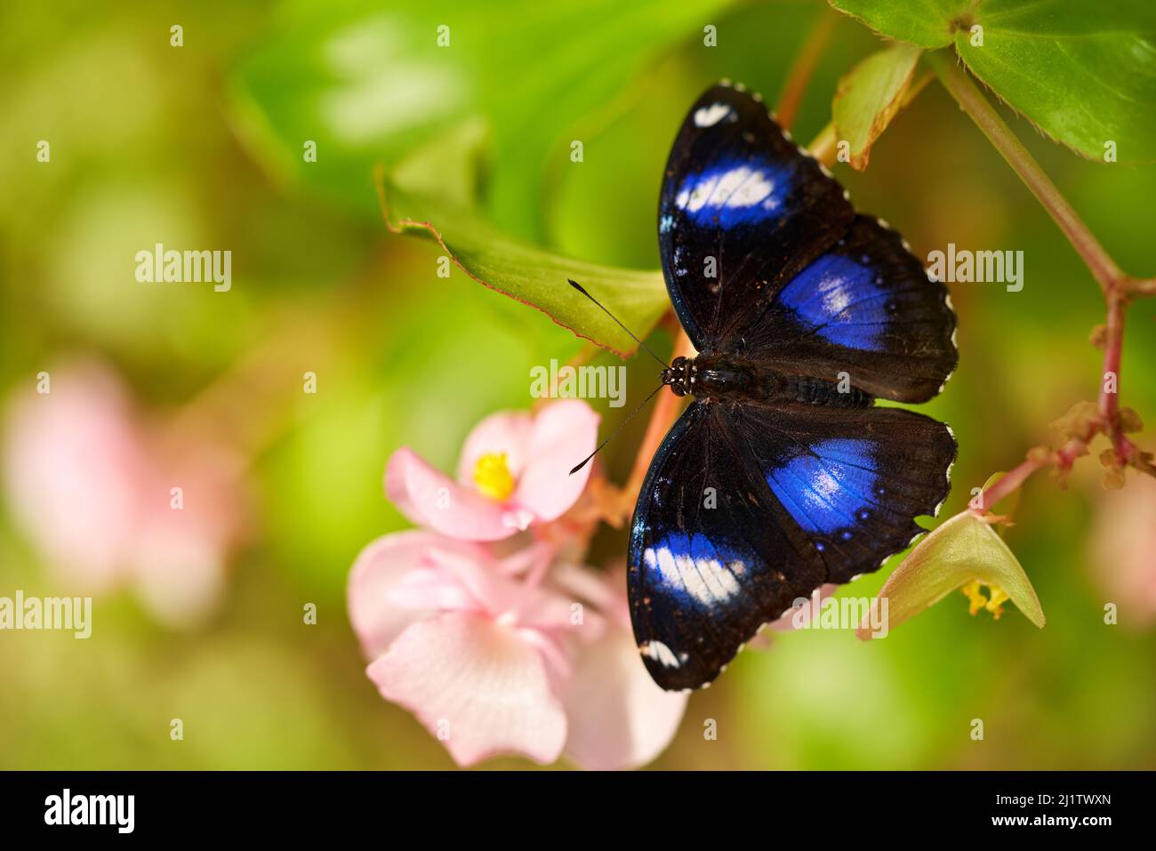 Farfalla della luna blu immagini e fotografie stock ad alta risoluzione ...