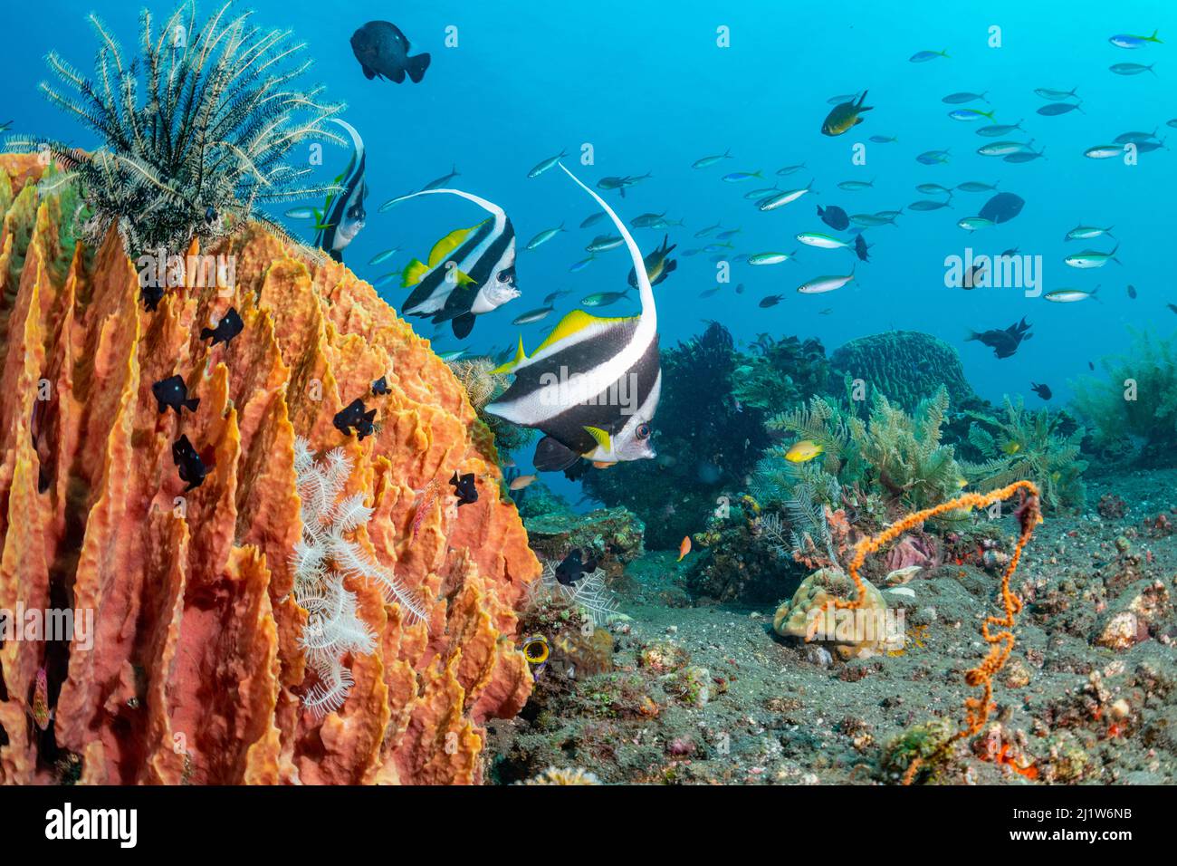 Pesce corallo Pennant (Heniochus acuminatus) alla spugna di barile ...