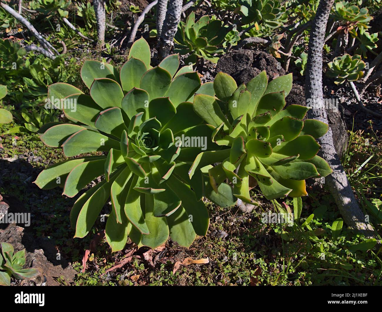 Flora di gran canaria immagini e fotografie stock ad alta risoluzione ...