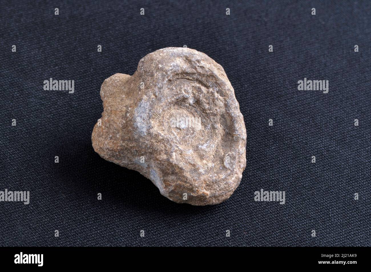 Guscio di gasteropode immagini e fotografie stock ad alta risoluzione ...