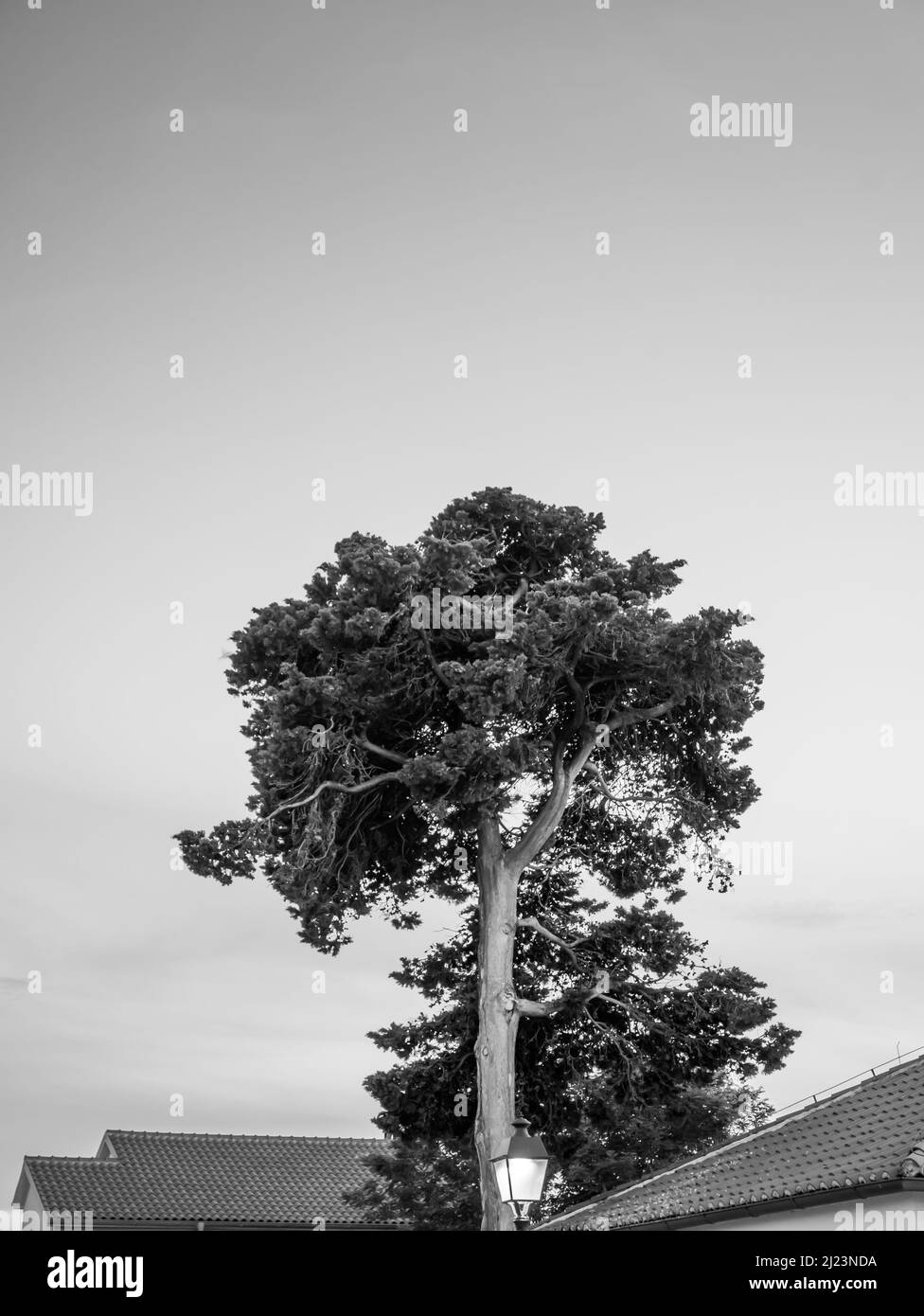 Giganteschi alberi ad alto fusto Foto e Immagini Stock in Bianco e Nero ...
