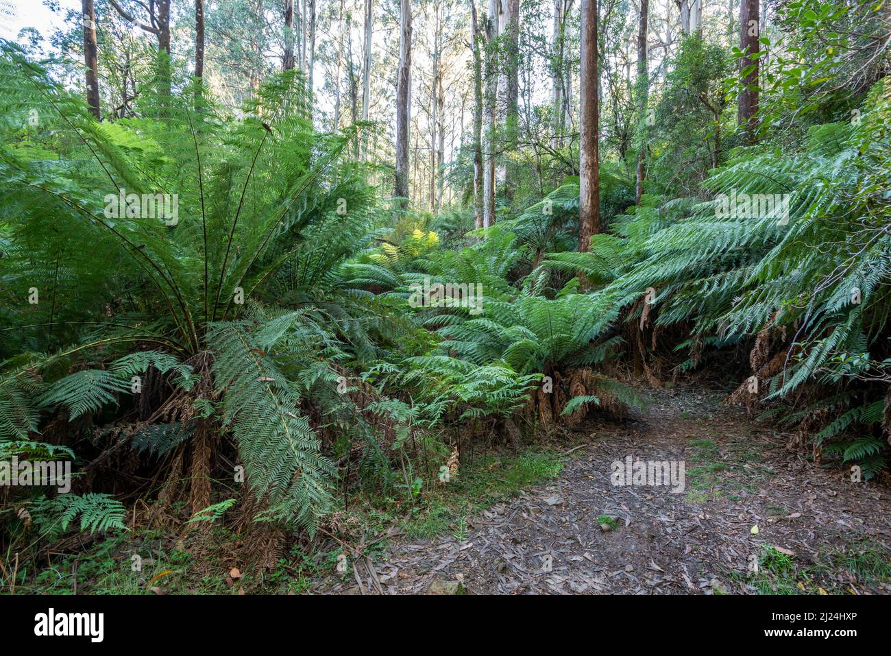 Lussureggiante vegetazione della foresta del Myrtle Gully Circuit, un ...