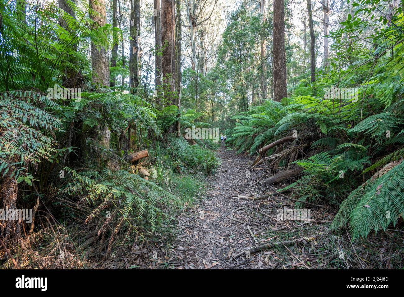 Lussureggiante vegetazione della foresta del Myrtle Gully Circuit, un ...