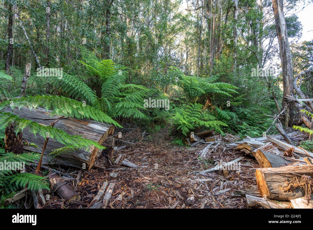 Lussureggiante vegetazione della foresta del Myrtle Gully Circuit, un ...