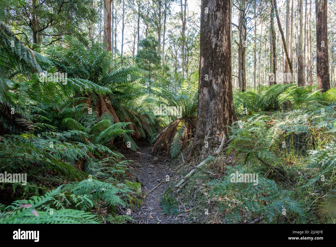 Lussureggiante vegetazione della foresta del Myrtle Gully Circuit, un ...