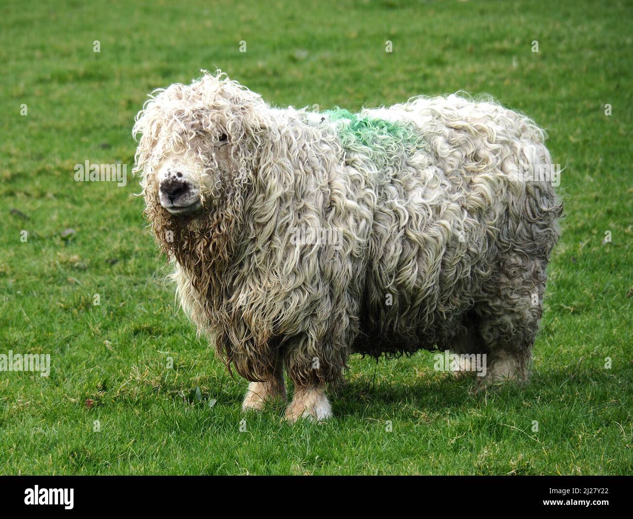 Lana lanosa lana lanosa immagini e fotografie stock ad alta risoluzione ...