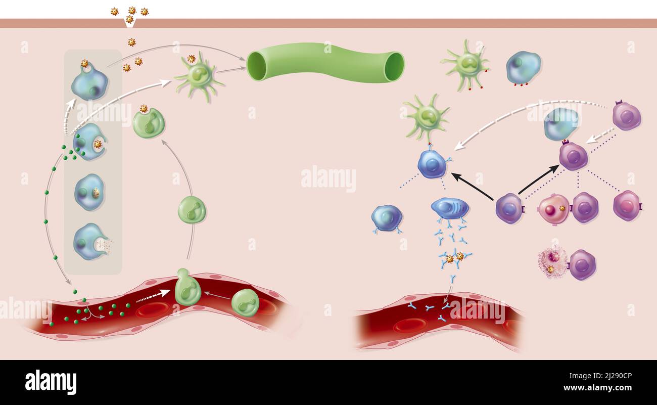 Células de la inmunidad innata immagini e fotografie stock ad alta ...
