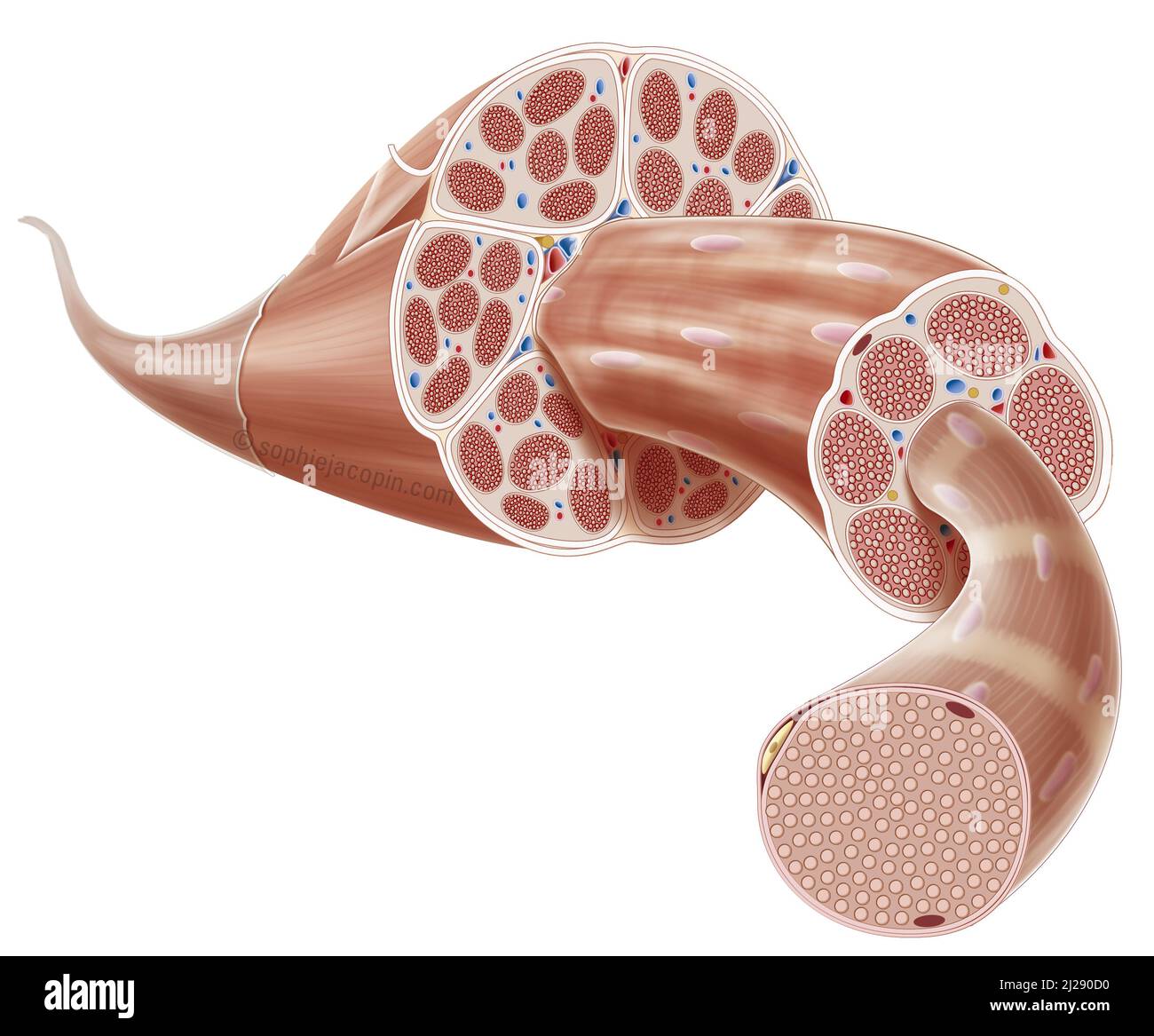 Estructura de la membrana celular immagini e fotografie stock ad alta ...