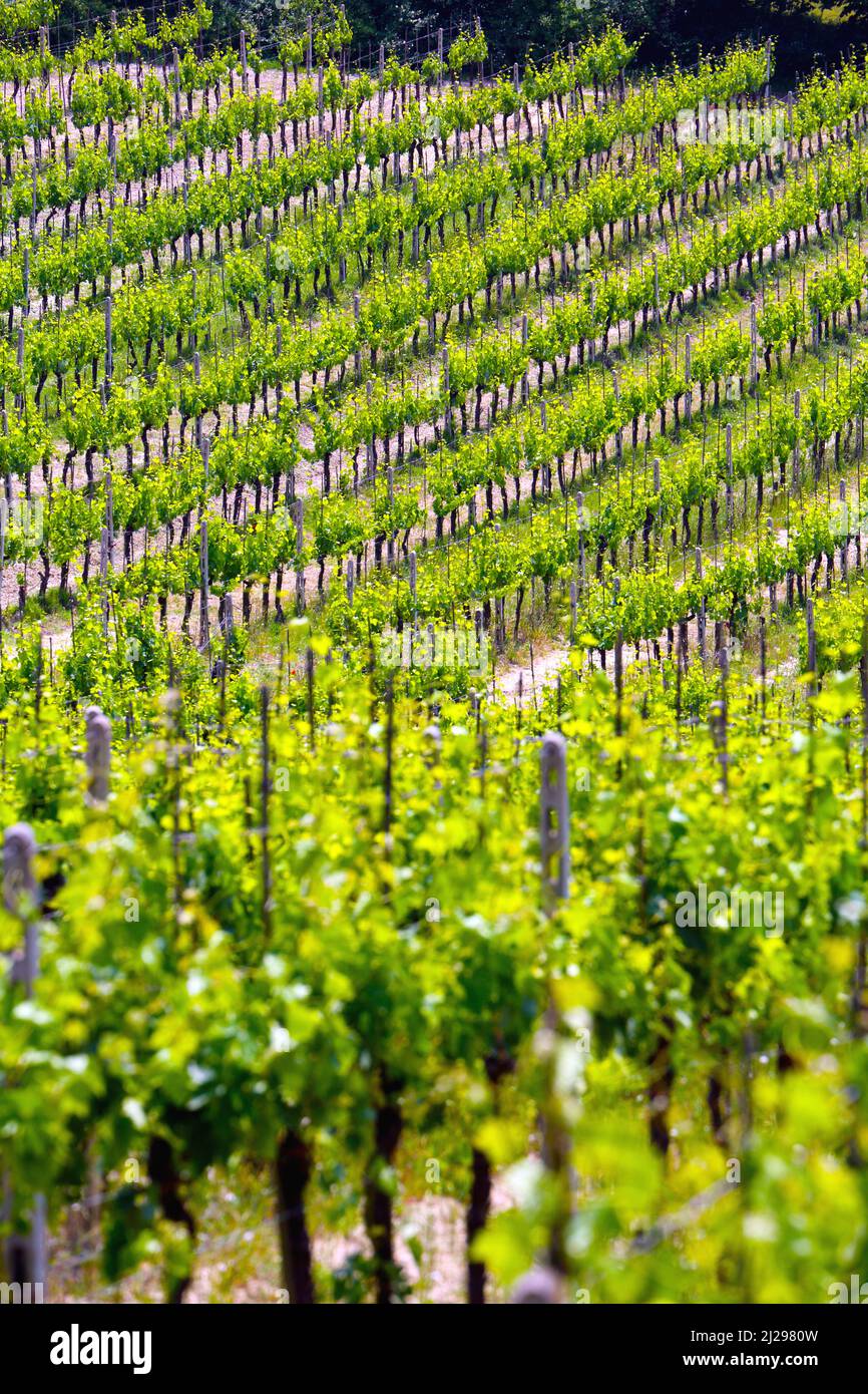 Vigne toscana immagini e fotografie stock ad alta risoluzione - Alamy