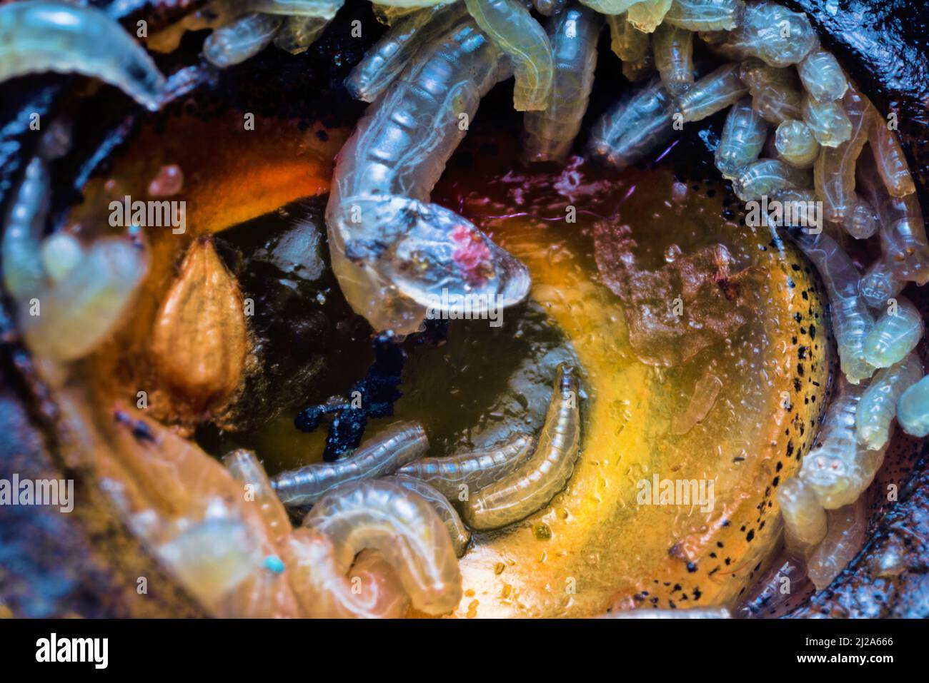 Uova e larve del mosca (pinkie) nell'occhio del pesce. Larva usa pus o ...