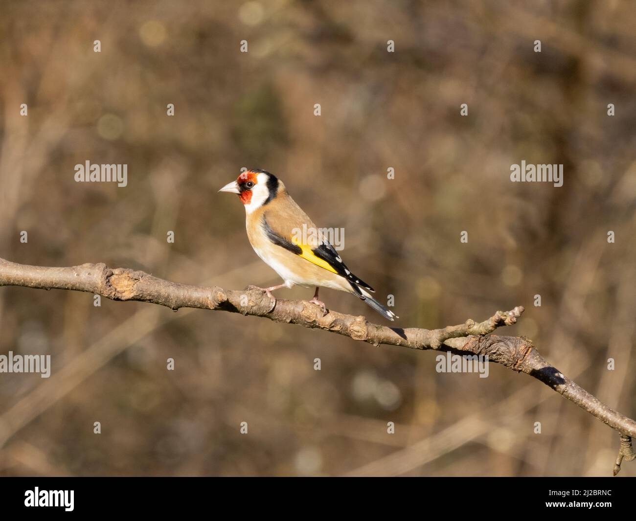 Parchi e giardini del cardellino immagini e fotografie stock ad alta ...