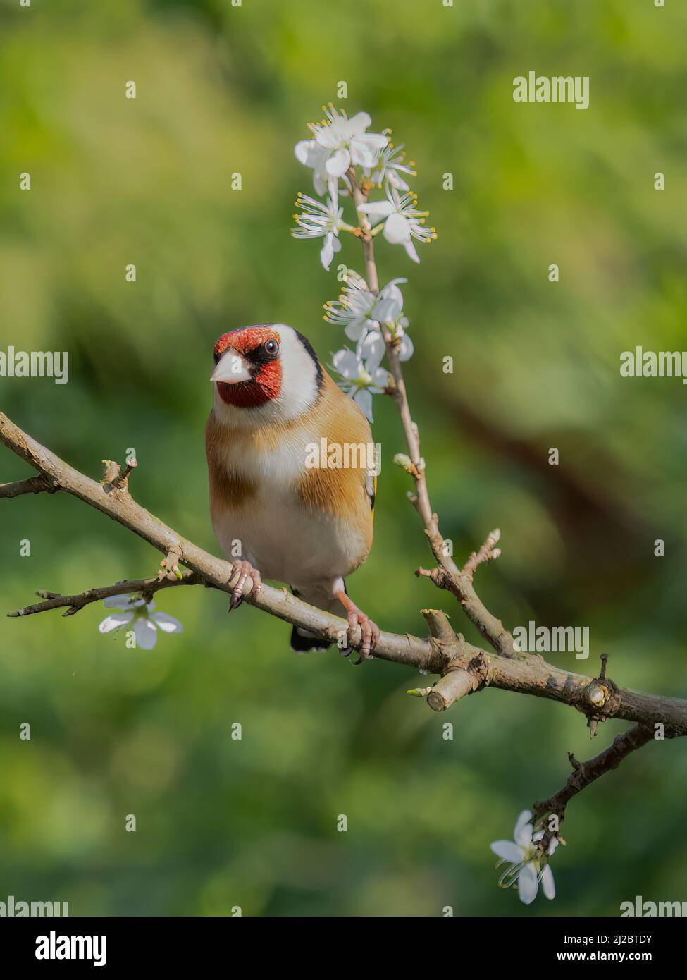 Parchi e giardini del cardellino immagini e fotografie stock ad alta ...