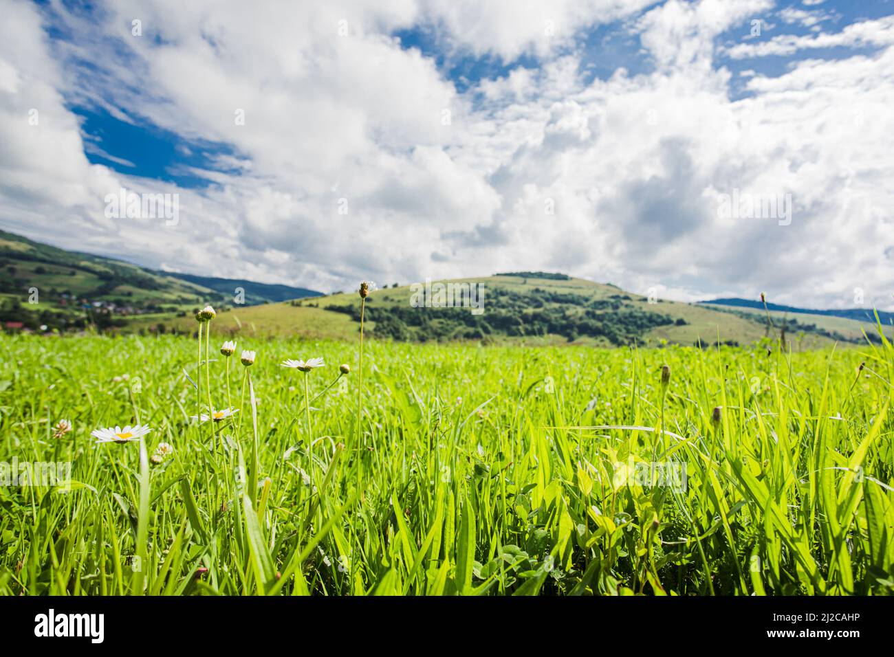 Neve fresca in montagna con prati e alberi immagini e fotografie stock ...