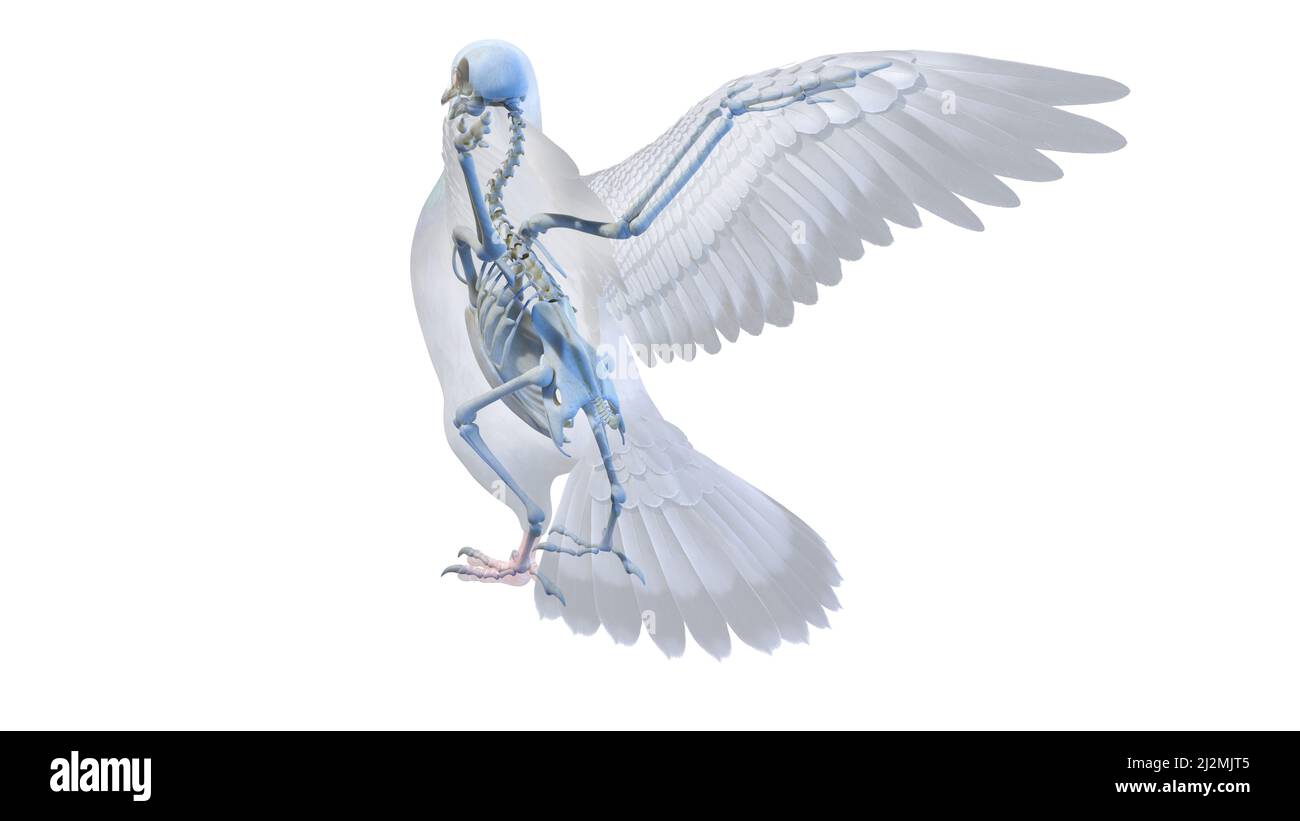 Anatomia del cranio dell'uccello Immagini senza sfondo e Foto Stock ...