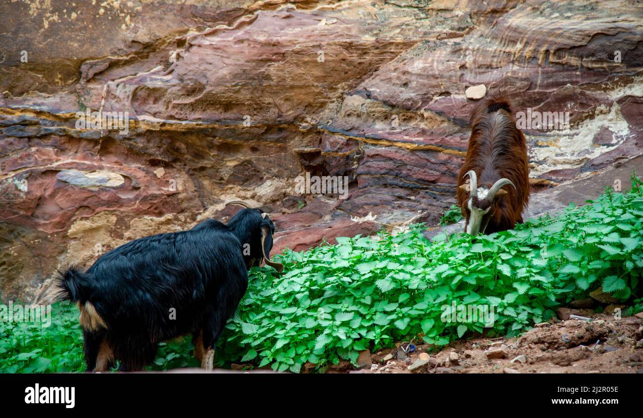 Capre di montagna marroni in Petra Giordania mangiare foglie tra le ...