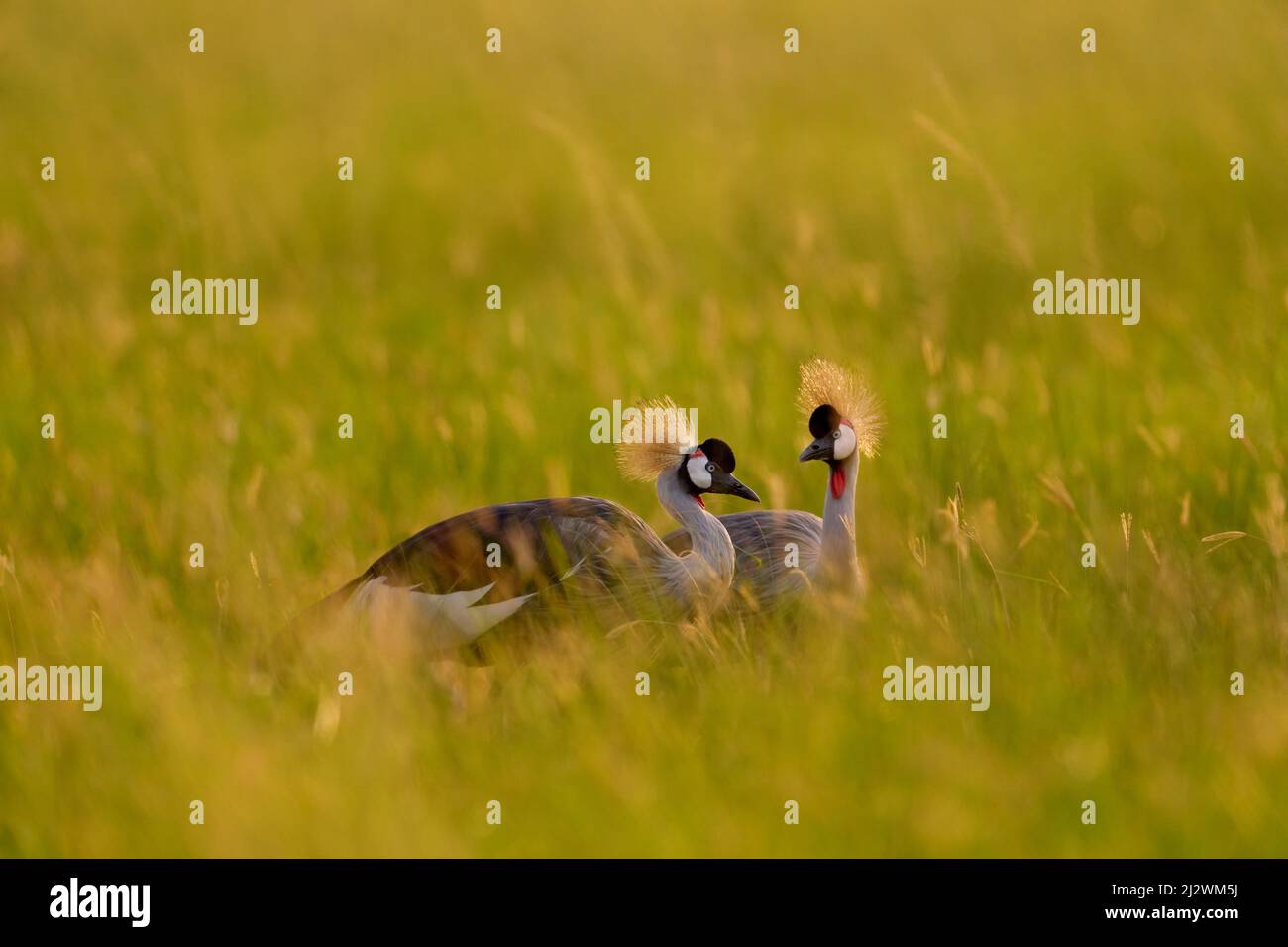 Danza degli uccelli immagini e fotografie stock ad alta risoluzione - Alamy