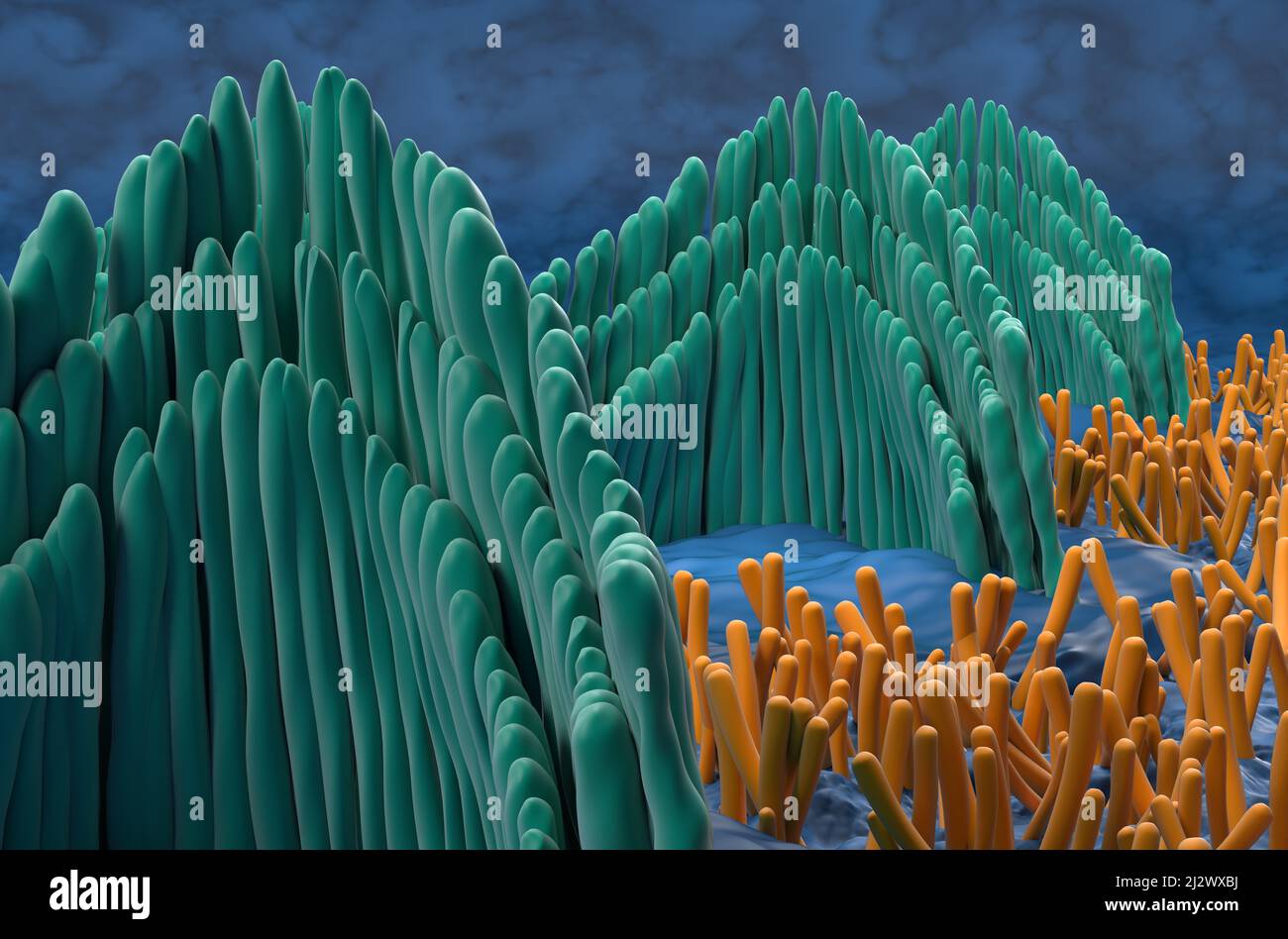 Cellule ciliate dell'orecchio interno immagini e fotografie stock ad ...