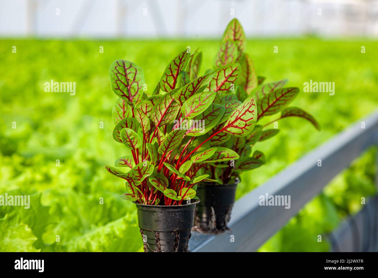 Chard crescere una pianta in vaso. Foglie verdi con vene rosse. L ...