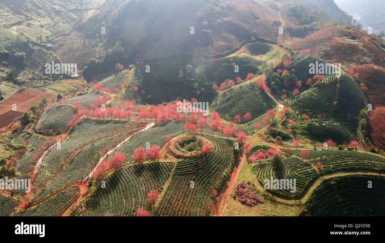 Fiore di ciliegio e collina del tè a Sapa, Vietnam. SA Pa era una città ...