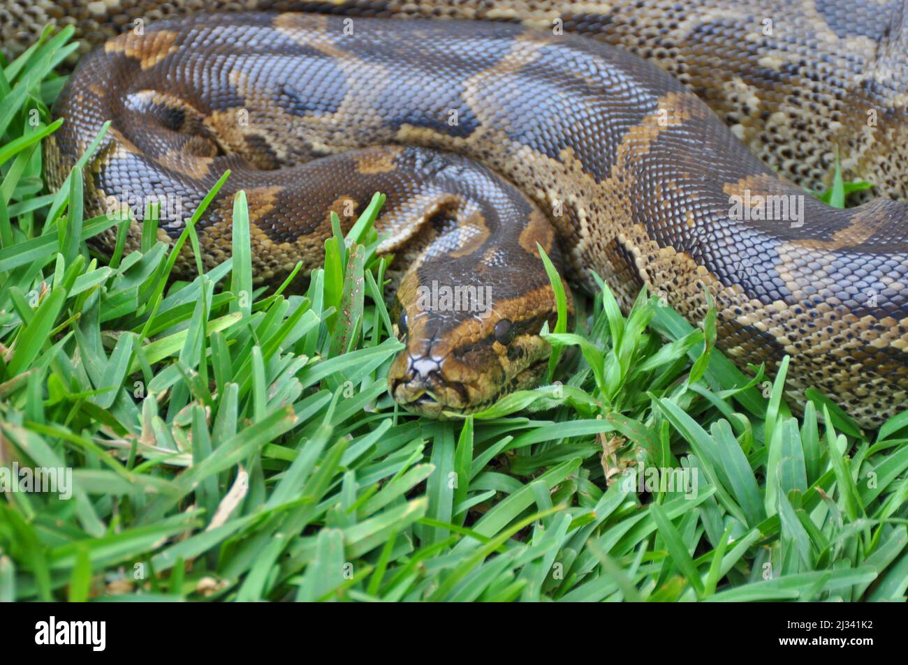 Python species immagini e fotografie stock ad alta risoluzione - Alamy