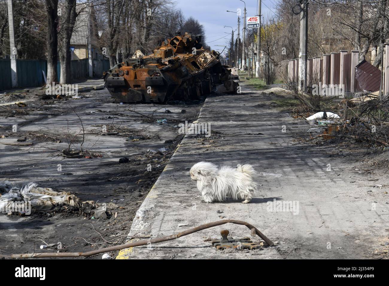 Bucha, Ucraina. 05th Apr 2022. Un cane si guarda intorno come distrutto ...