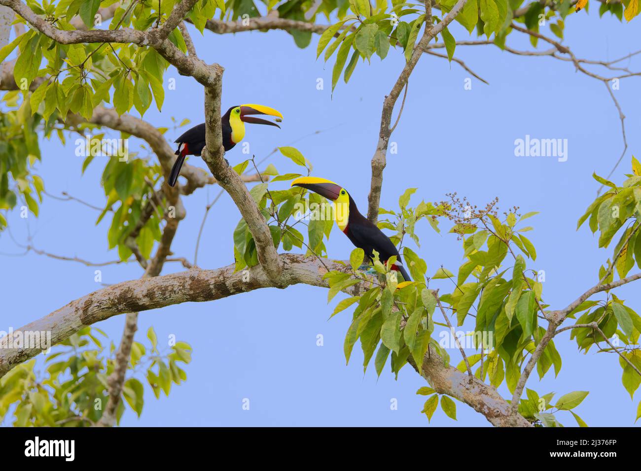 Coppia di tucani immagini e fotografie stock ad alta risoluzione - Alamy