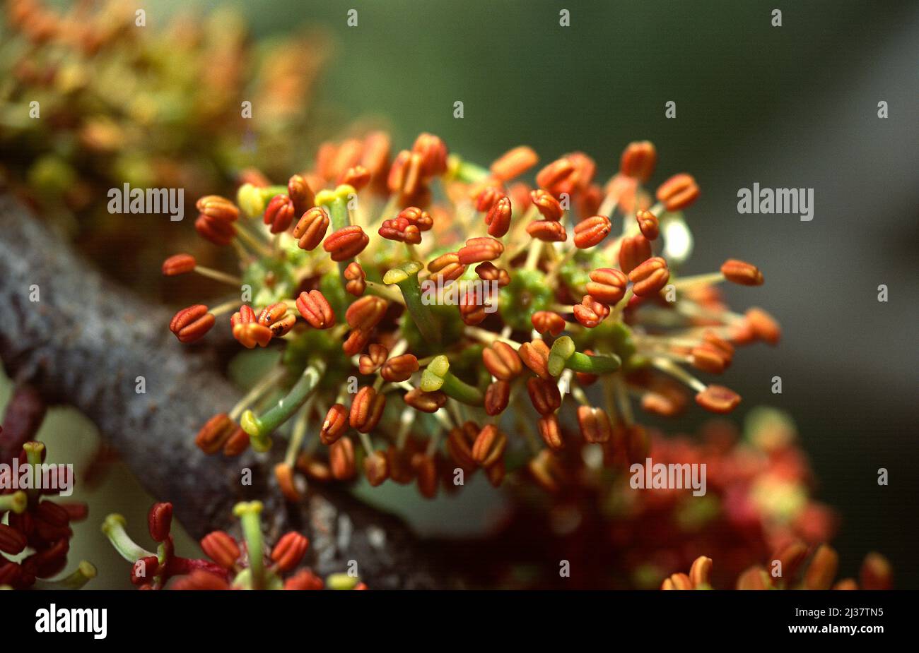 Fiori dell'albero di carrubo immagini e fotografie stock ad alta ...