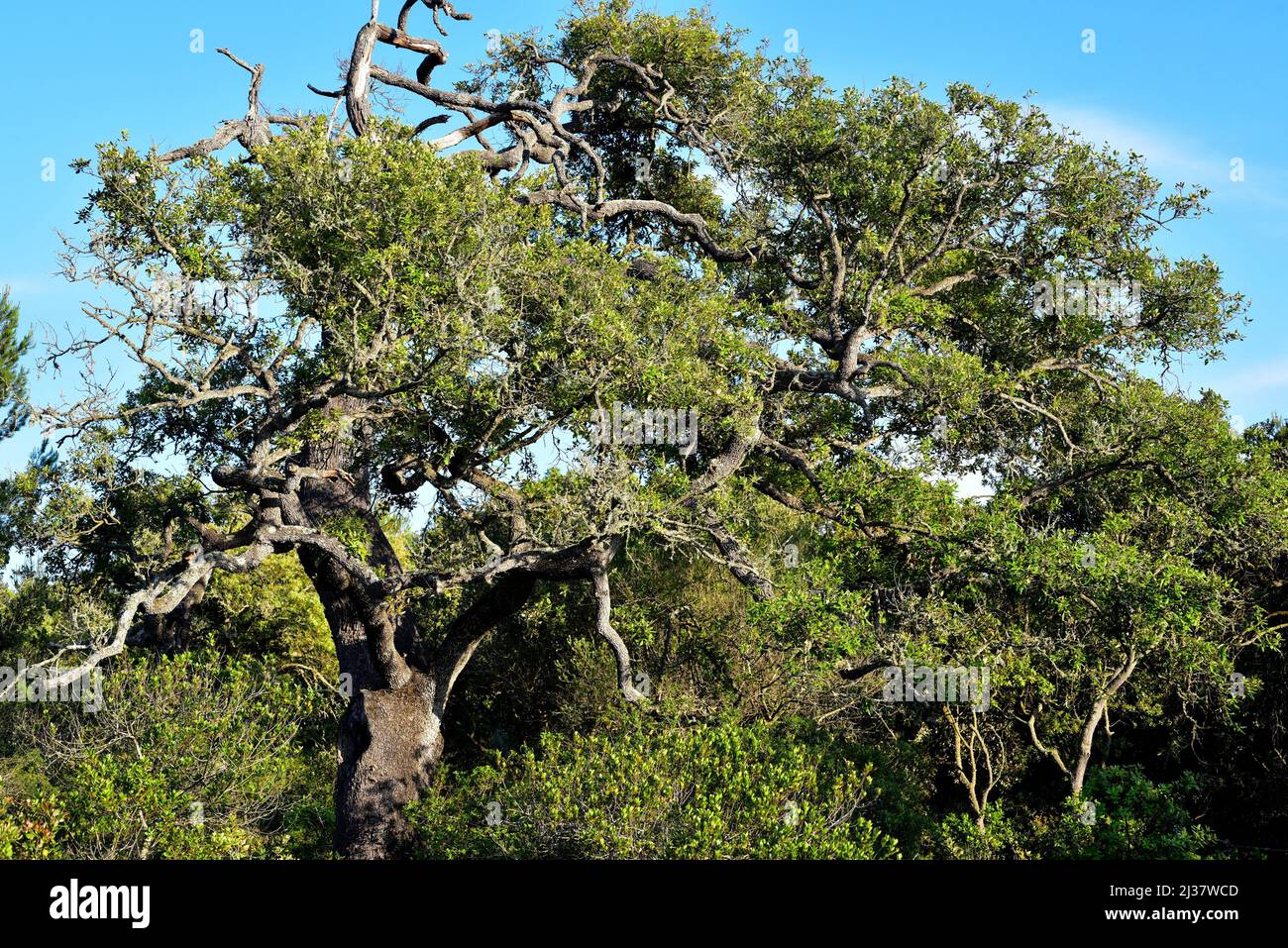 Leccio quercus ilex immagini e fotografie stock ad alta risoluzione - Alamy