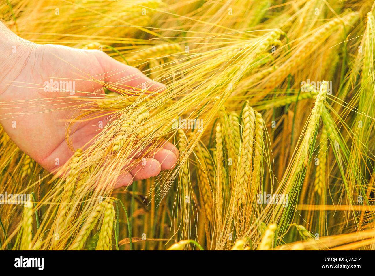 Contadino corre la sua mano immagini e fotografie stock ad alta ...