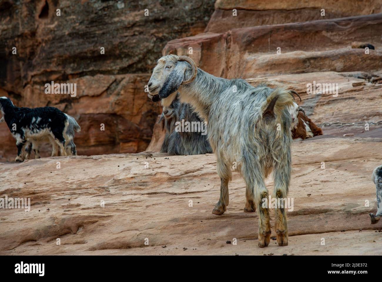 Capre di montagna domestiche in Petra Giordania essendo alimentato ...