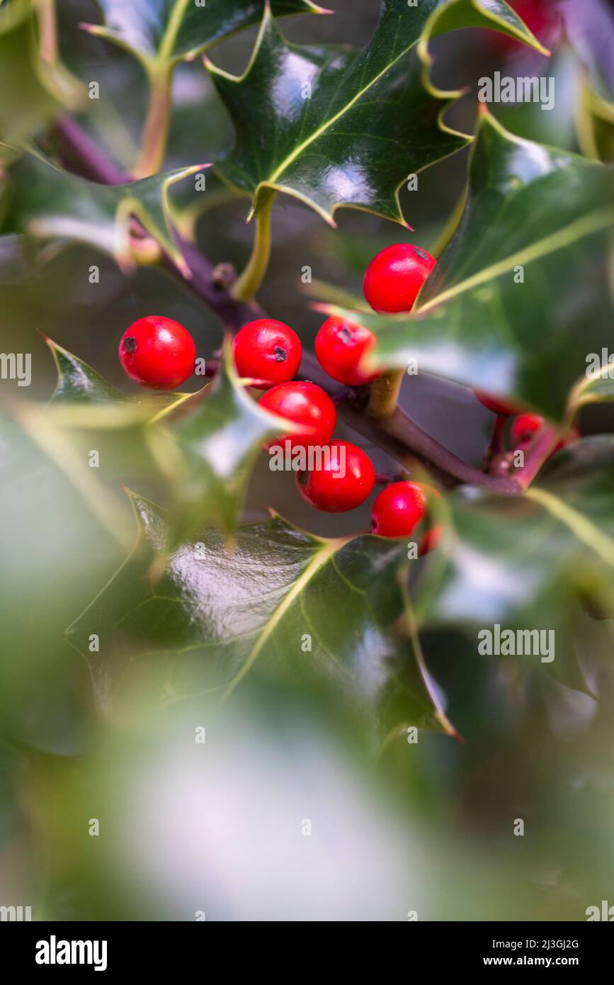 Ilex aquifolium immagini e fotografie stock ad alta risoluzione - Alamy