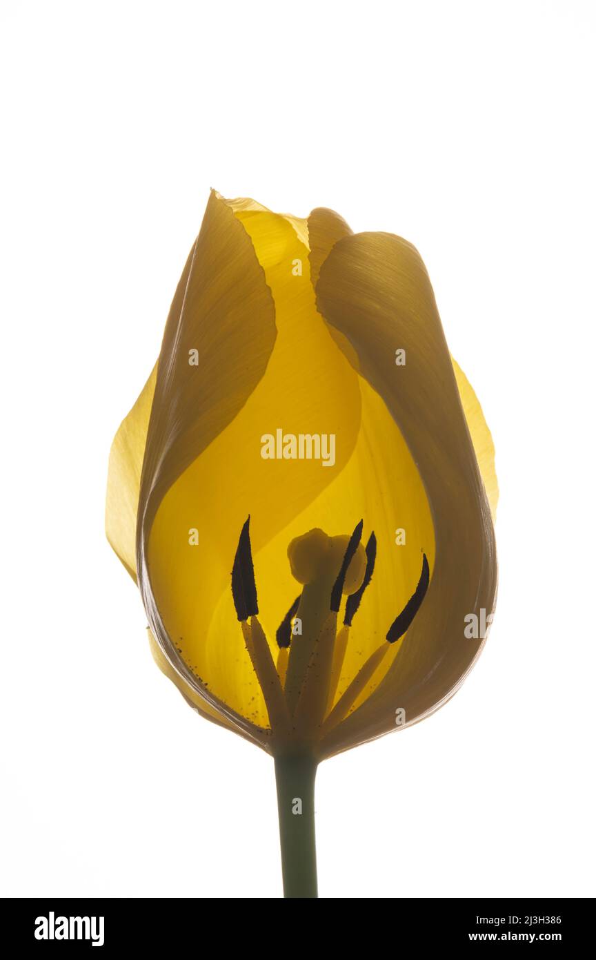 Anatomia del fiore immagini e fotografie stock ad alta risoluzione - Alamy