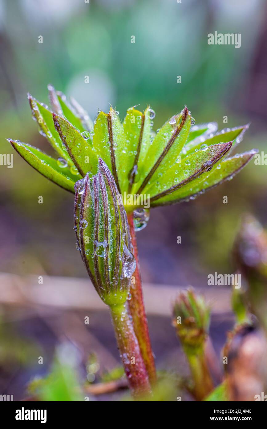 Gocce di rugiada su giovani piante di lupino immagini e fotografie ...