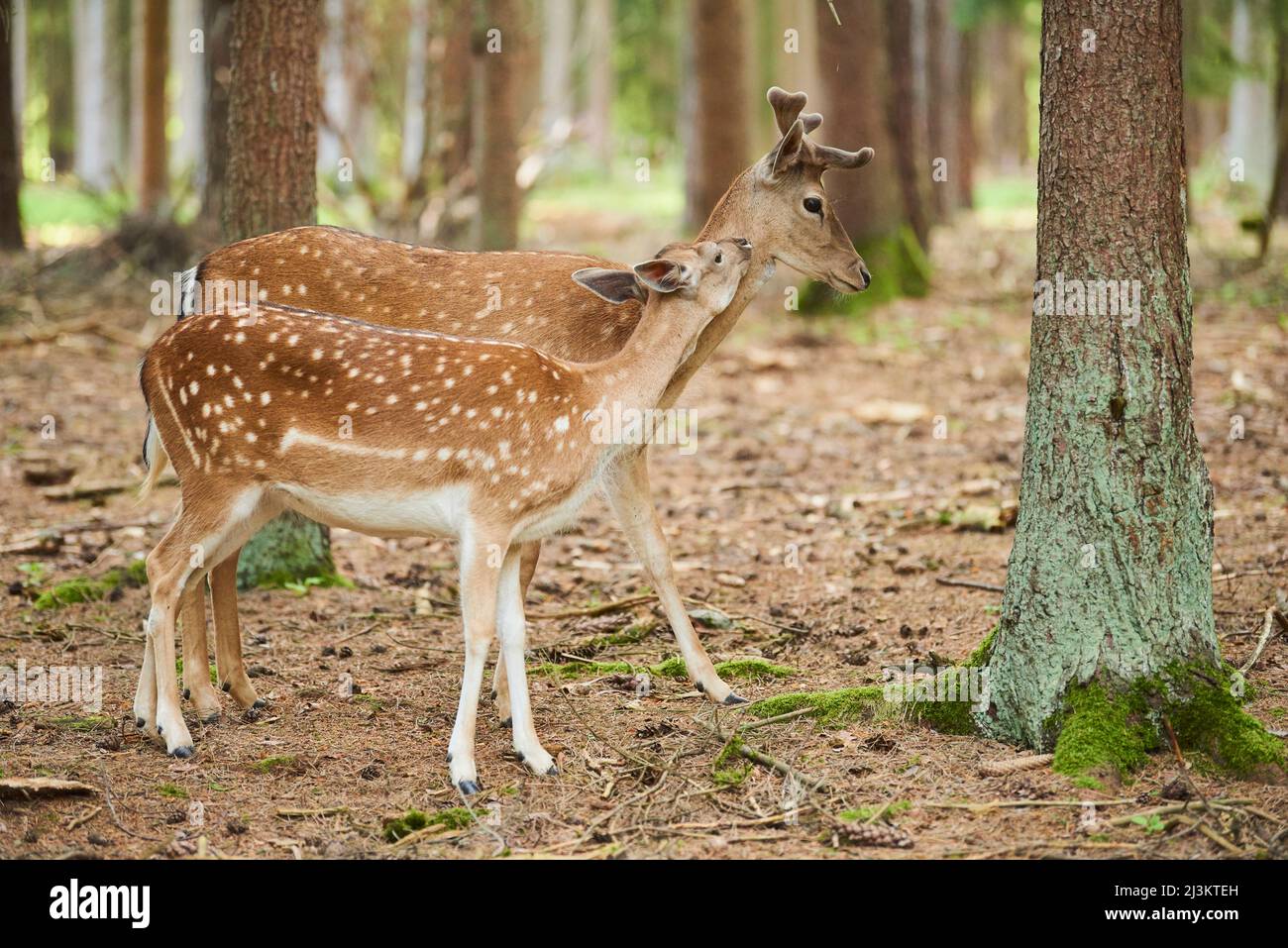 Maschio di daino immagini e fotografie stock ad alta risoluzione - Alamy