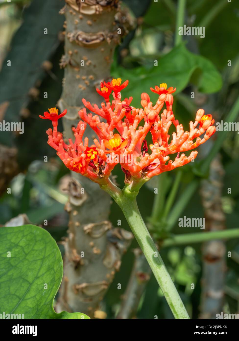Primo piano con Jatropha podagrica succulenta pianta di fiori rossi ...