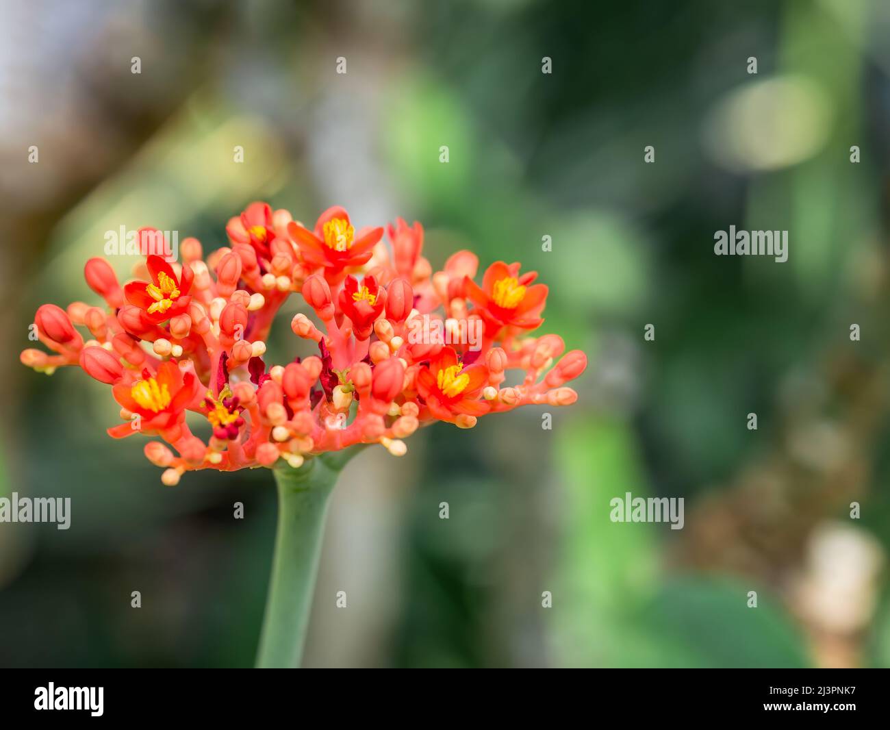 Primo piano con Jatropha podagrica succulenta pianta di fiori rossi ...