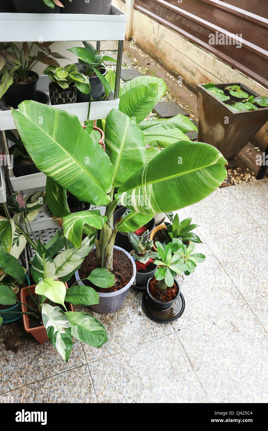 Pianta di banana tricolore immagini e fotografie stock ad alta ...